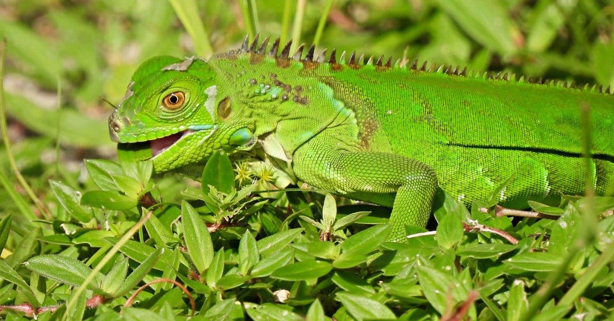 10 of the Most Invasive Lizards Found in America