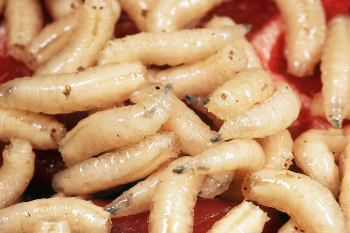 Neanderthals were probably maggot-munchers, not hyper-carnivores