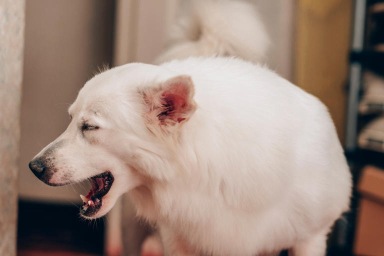 Why Is My Dog Coughing and Gagging?
