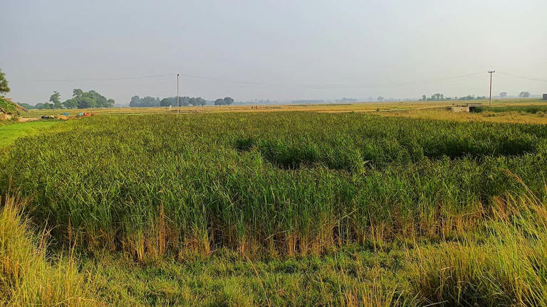 Space Scientists Want to Cultivate Rice in Space, But It Comes With ...