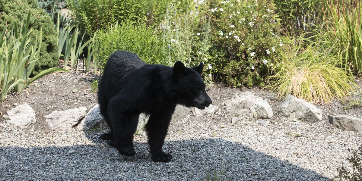 This is the best way to keep bears out of your yard this summer ...