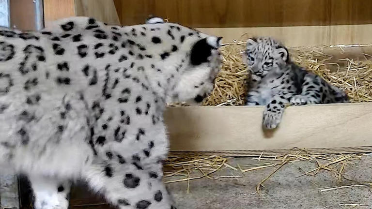Hidden Cameras Capture First Glimpse Of Adorable Rare Snow Leopard Cub ...