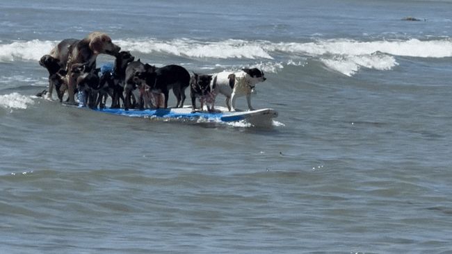 Crazy Number of Dogs Squeeze on Surfboard at San Diego Beach