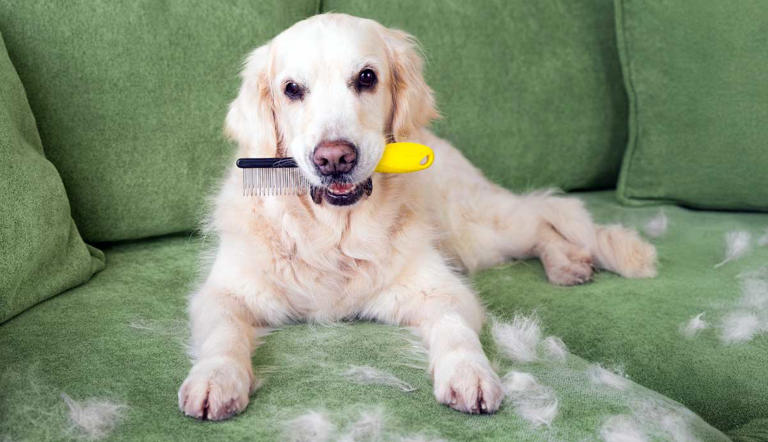 The Ultimate Dog Shedding Guide: Why It Happens