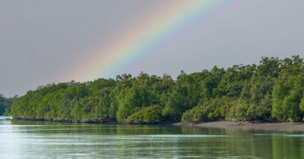 Which is the Largest Mangrove Forest in India? Check Details Here Which is the Largest Mangrove Forest in India? Check Details Here