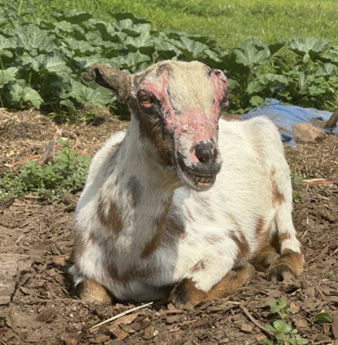 Erin, Michael Wiggle Charged With Animal Torture, Neglect