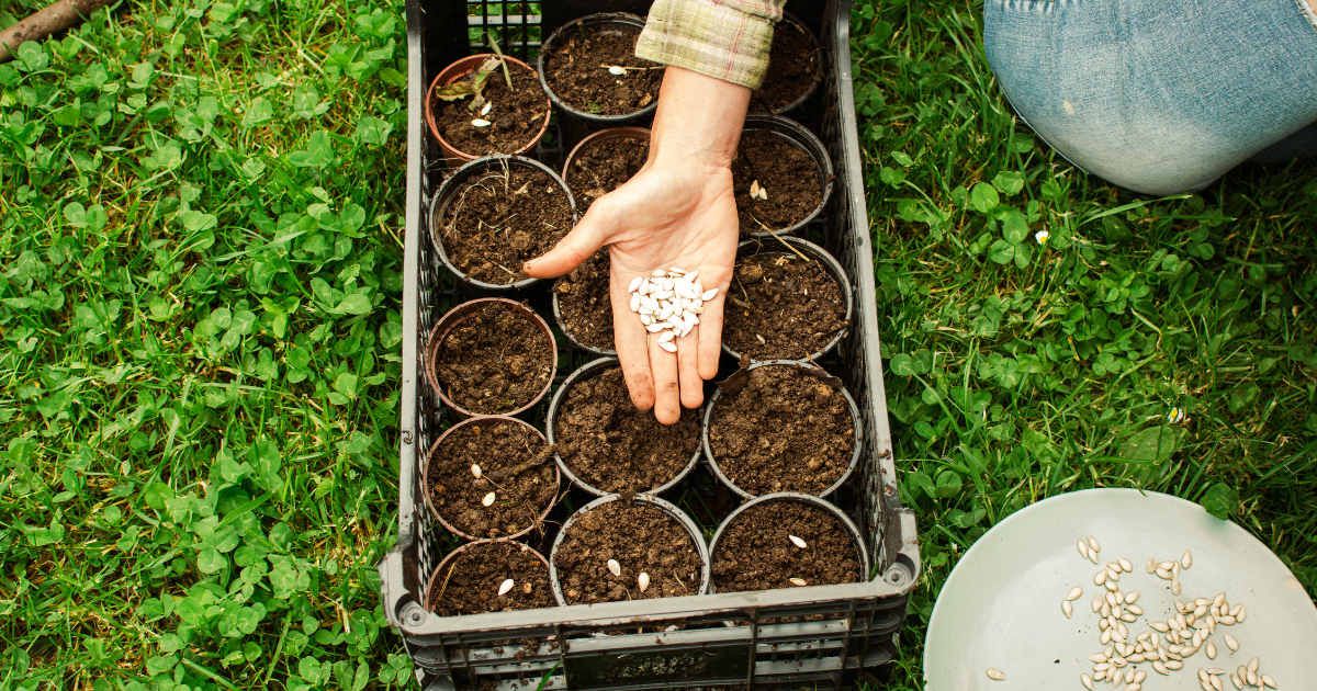 Space Scientists Want to Cultivate Rice in Space, But It Comes With ...