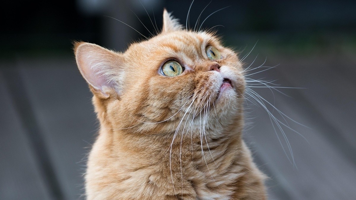 How your cat's needs change as it ages and what care you should give it