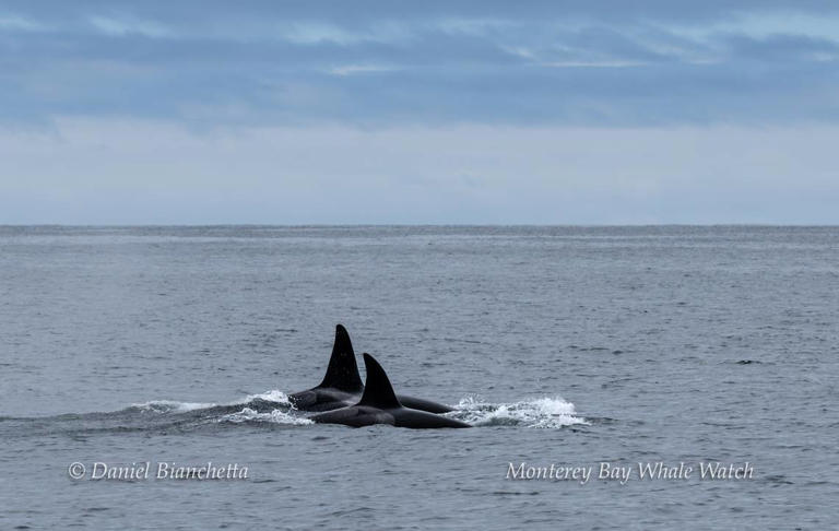 Sea creature spotted with mama off California coast. See the ‘uncommon ...