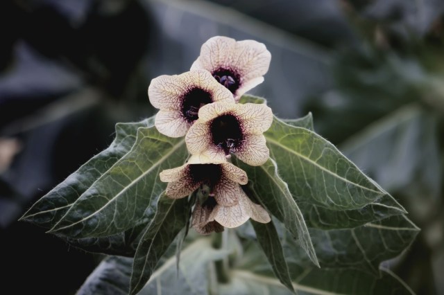 Residents on alert after discovery of toxic 'stinking' plant: 'Symptoms ...