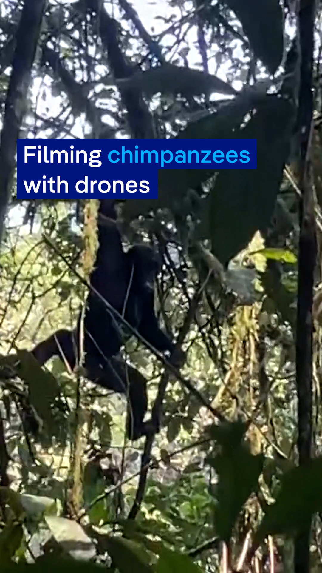 Filming chimpanzees with drones