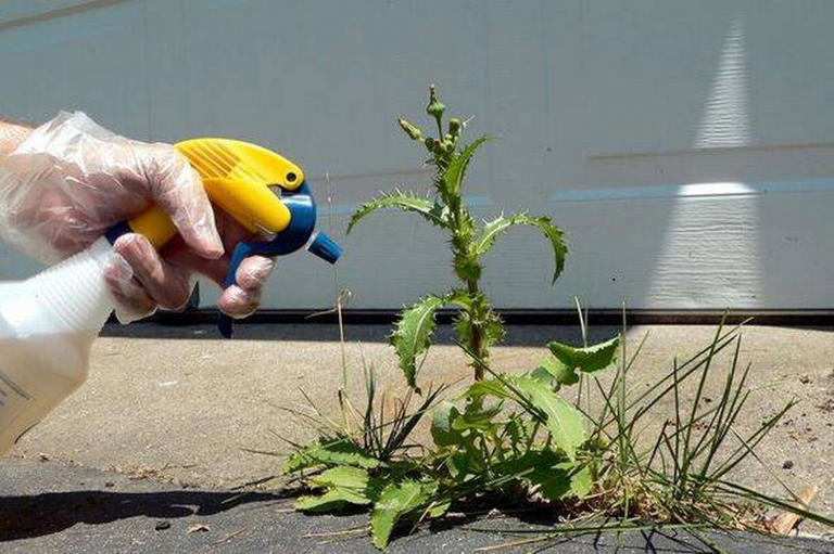 I keep weeds off my drive with 1 simple method — autumn is the perfect ...