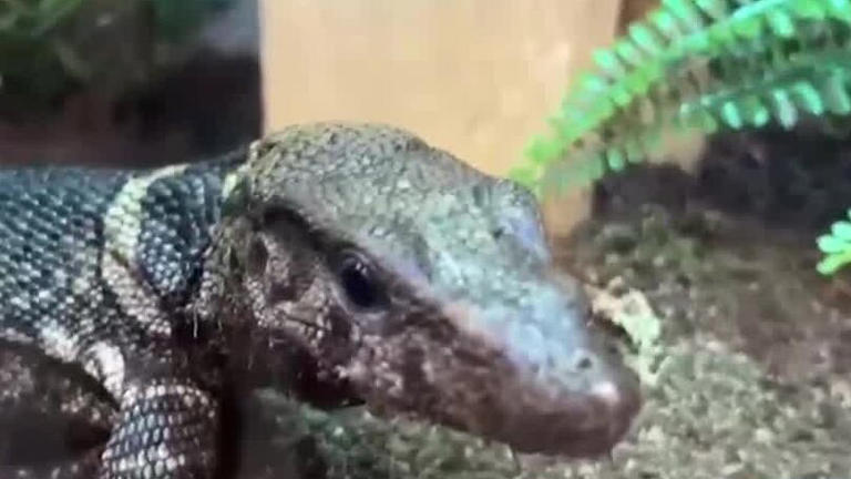 New ‘Dragons’ exhibit is taking off at Ripley’s Aquarium