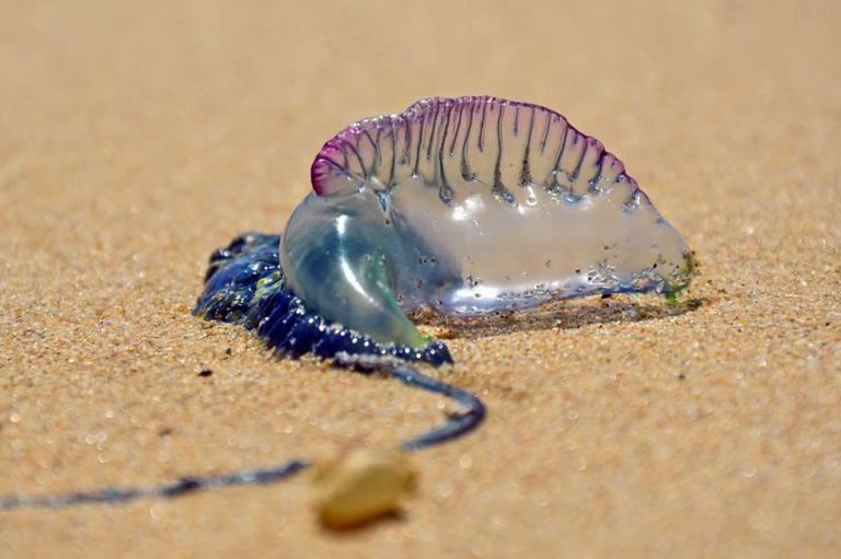 Holidaymakers in Spain warned of a serious threat on beaches
