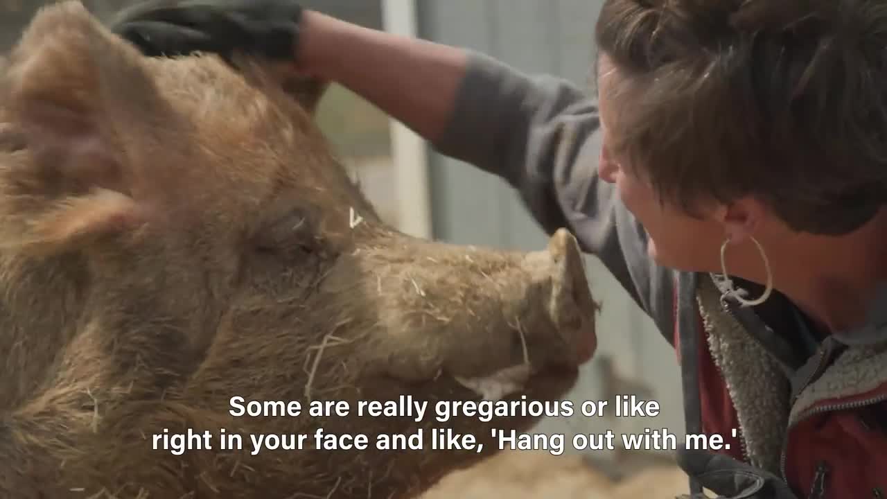 Providing refuge to animals in need