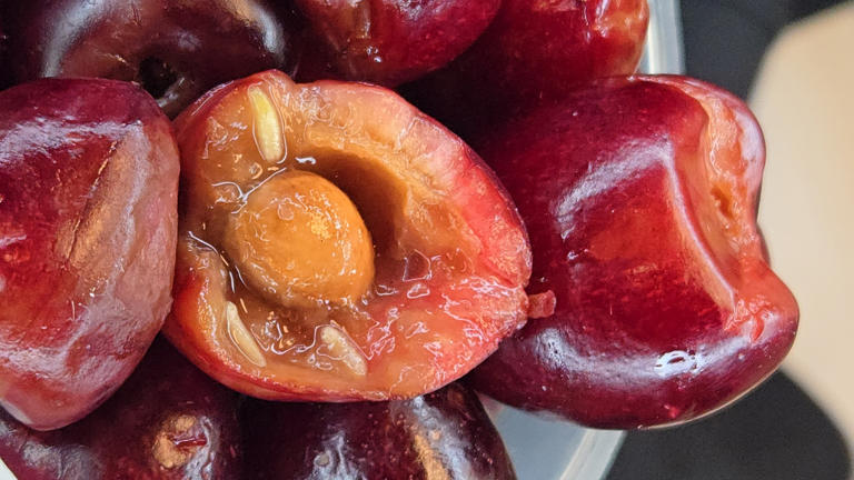 5 pounds of cherries infested with fly maggots, pupae intercepted at ...