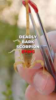 The Intense Effects of a Deadly Bark Scorpion Sting