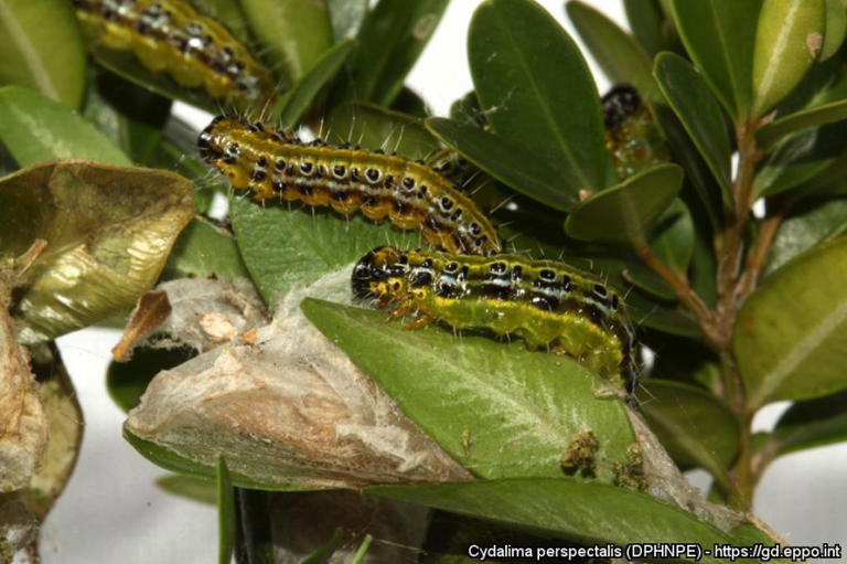 New invasive insect pest found in Virginia for the first time
