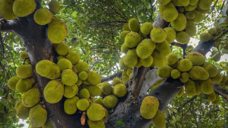 Viral: Jackfruit tree in China breaks record for growing over 400 ...