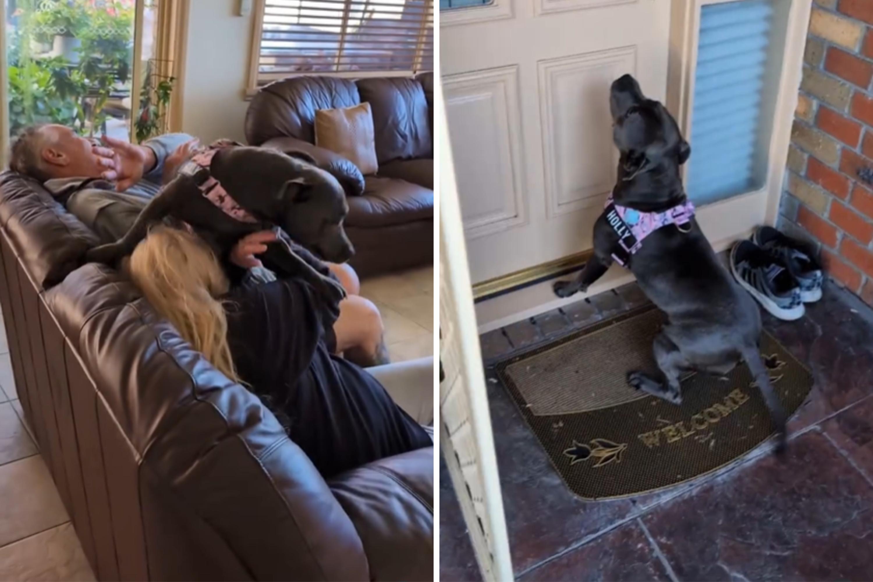 Dog spends 2 weeks away from grandparents, owner captures adorable reunion