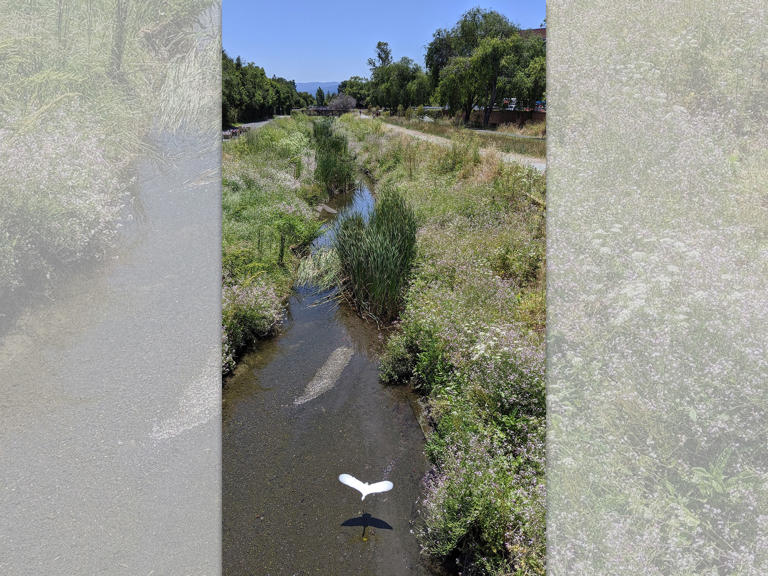 Project to revive health of Permanente Creek, damaged by quarry ...