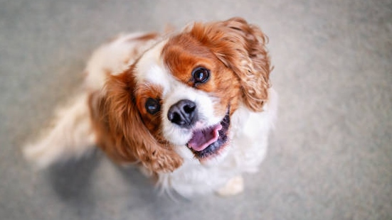 Les 6 Races De Chiens Les Plus Mignonnes Aux Oreilles Tombantes