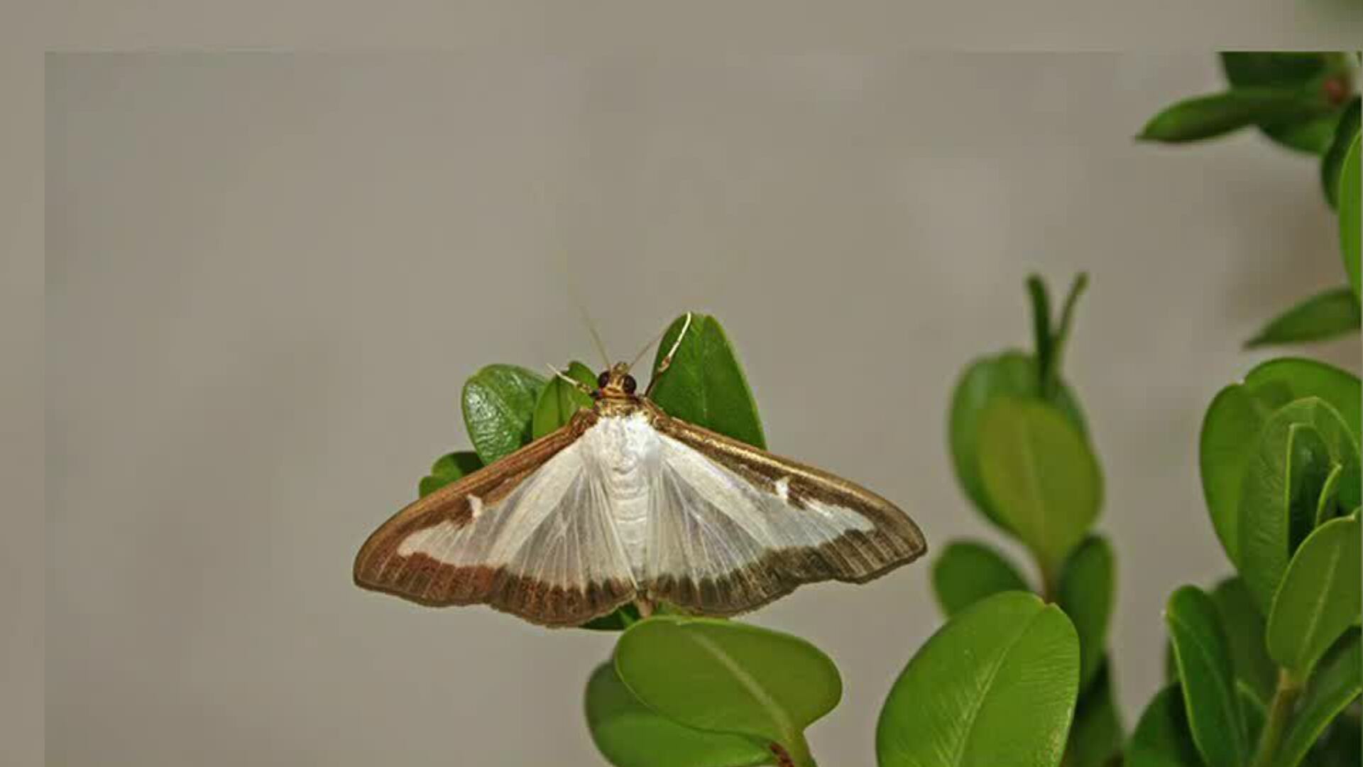 New invasive pest discovered in Virginia