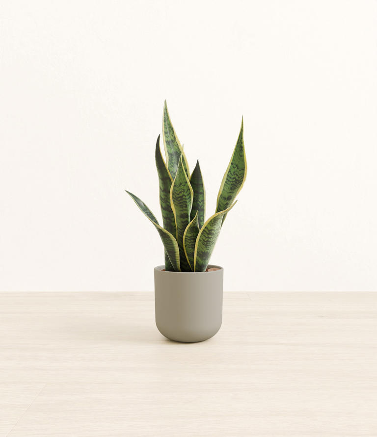 21+ thoughtful housewarming gifts the new homeowner in your life will ...