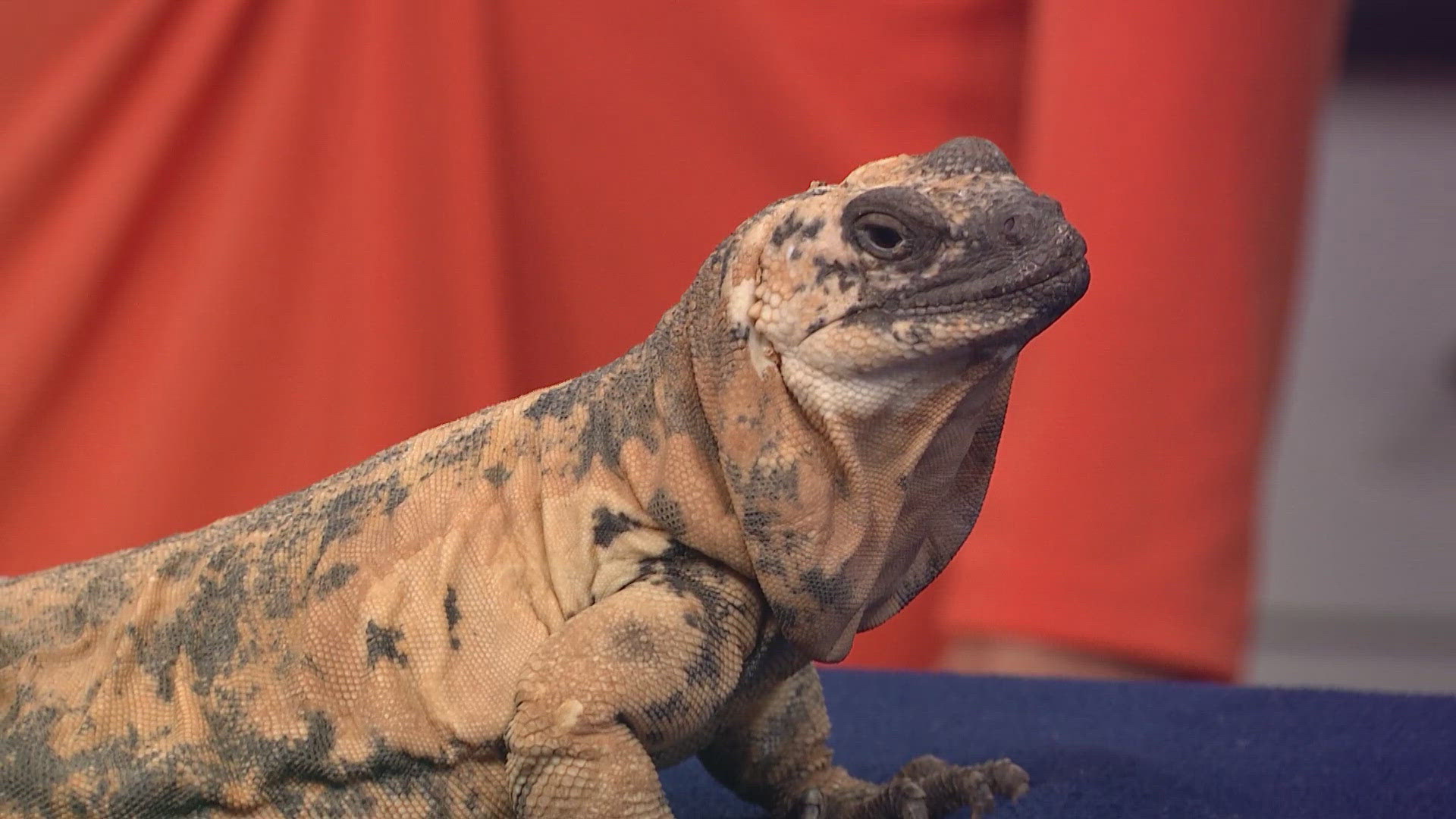 Sunrise Safari | Exploring the wild world of Chuckwallas