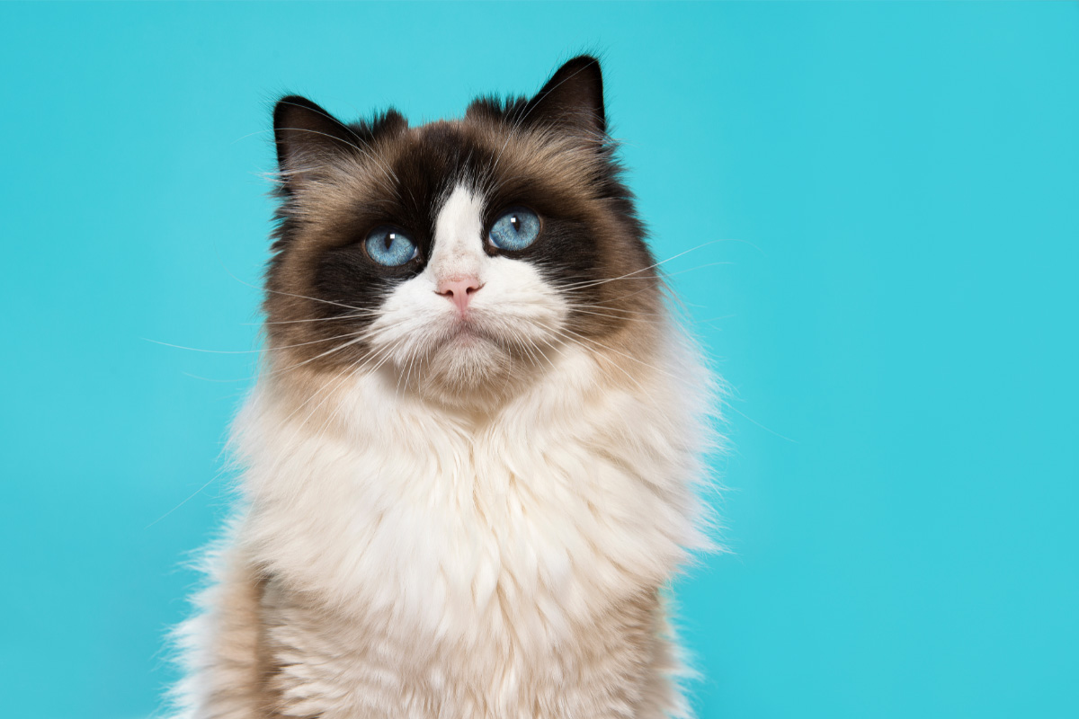 10 Clingiest Cat Breeds That Always Want to Be Close