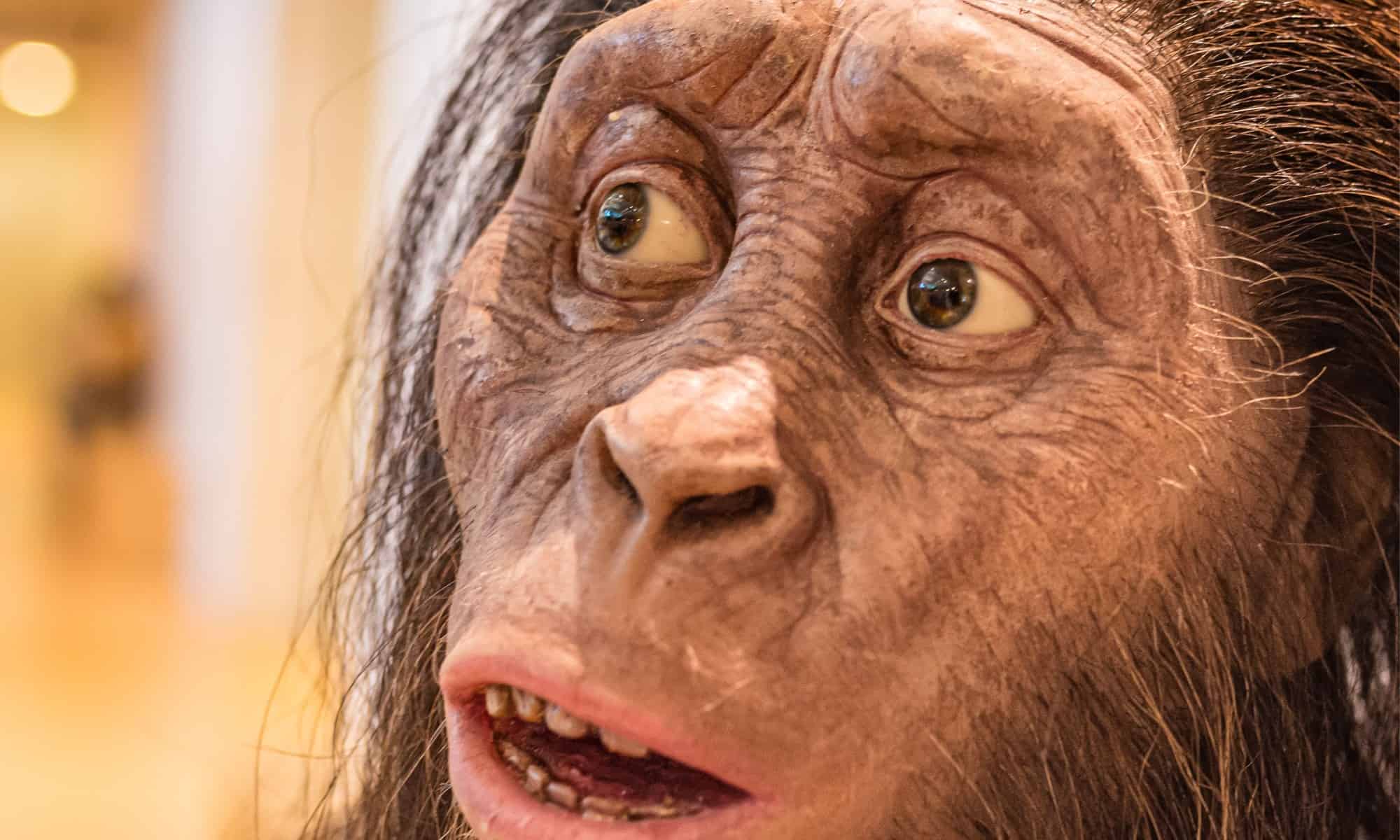 Before Homo Sapiens: Australopithecus and the Rise of Early Hominids