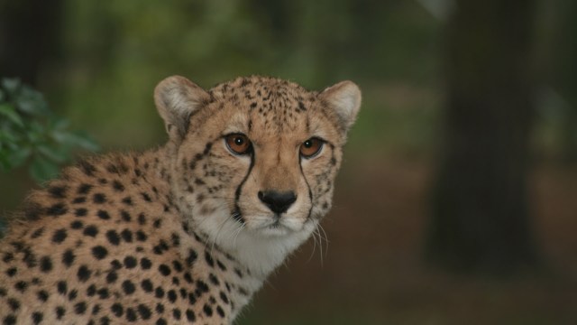 Viral video captures unbelievable encounter between tourist and ...