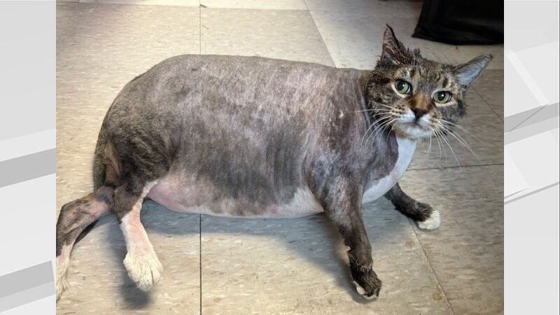 Homeward Animal Shelter rescues 28-pound cat