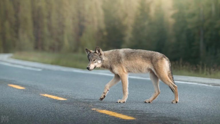Rare encounters with K-Country wolf surprise visitors, make Alberta ...