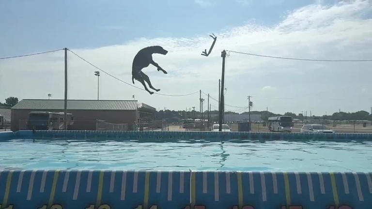 Diving dog competition returns to Longview fairgrounds