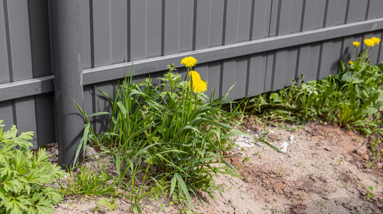 Stop Invasive Weeds From Next Door With These Hardy Garden Plants