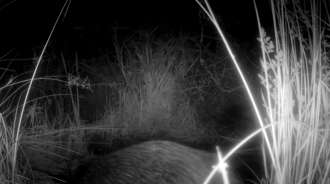 ‘Noises on camera trap' reveal first-of-their-kind babies at UK reserve ...