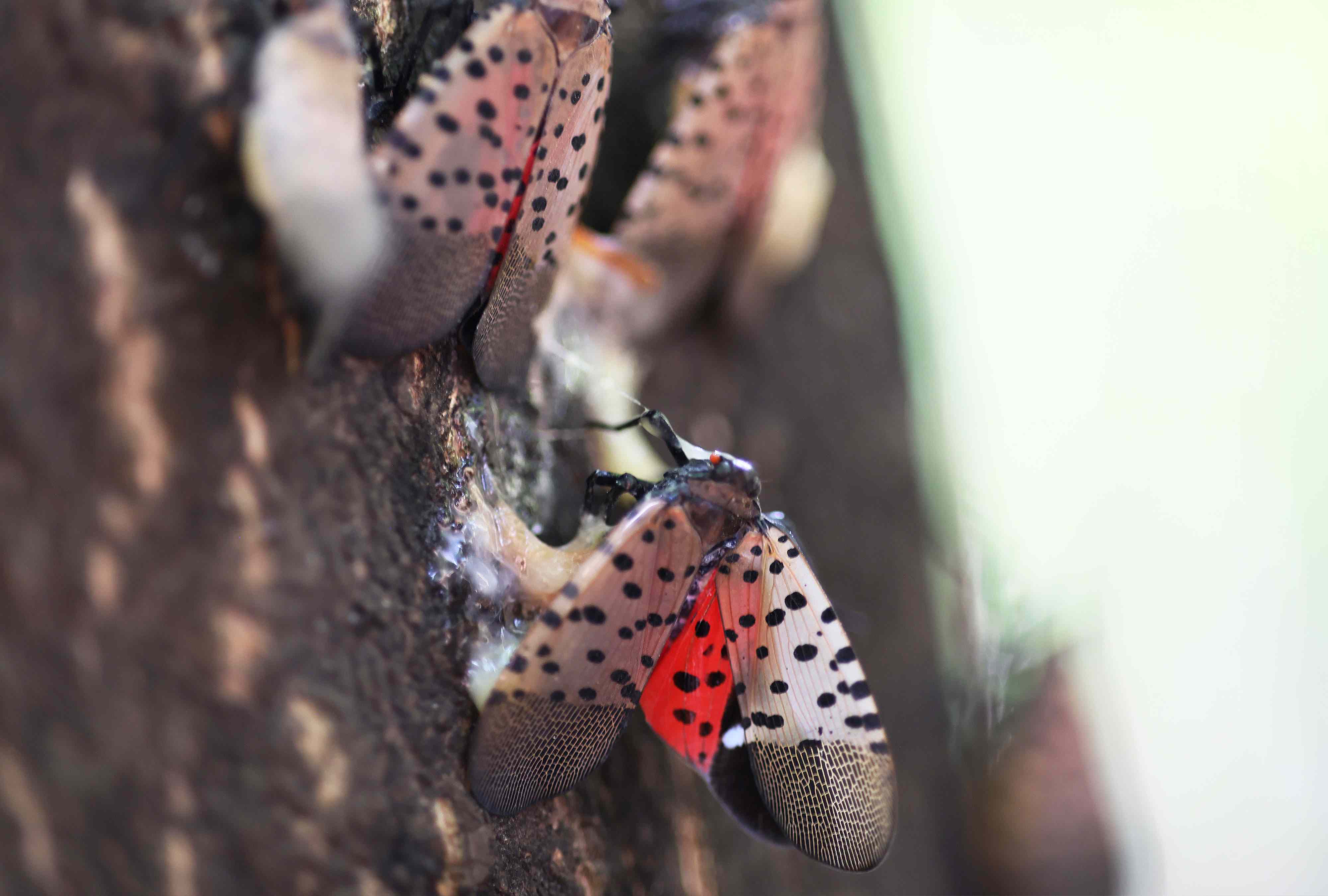 How to Banish Spotted Lanternflies From Your Garden Once and for All