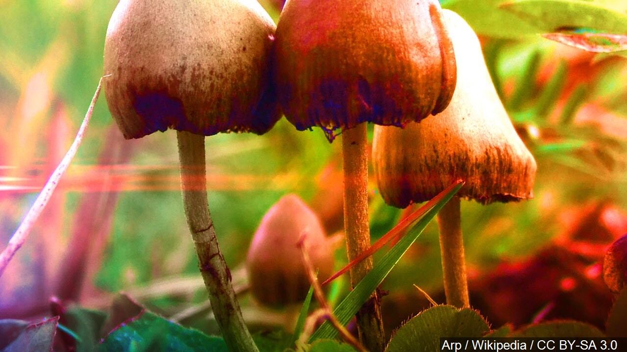 UVA launches groundbreaking study using “Magic Mushrooms” to treat ...