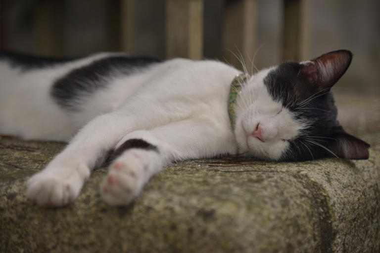 Cat effortlessly slips through pet gate after owner spends hours ...