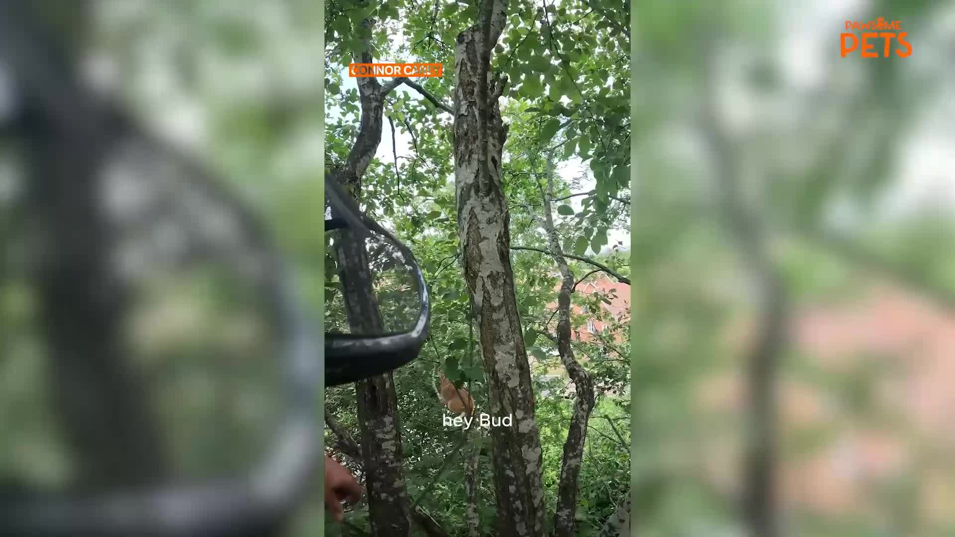 Tree Surgeon Rescues Cat Stuck After Storm