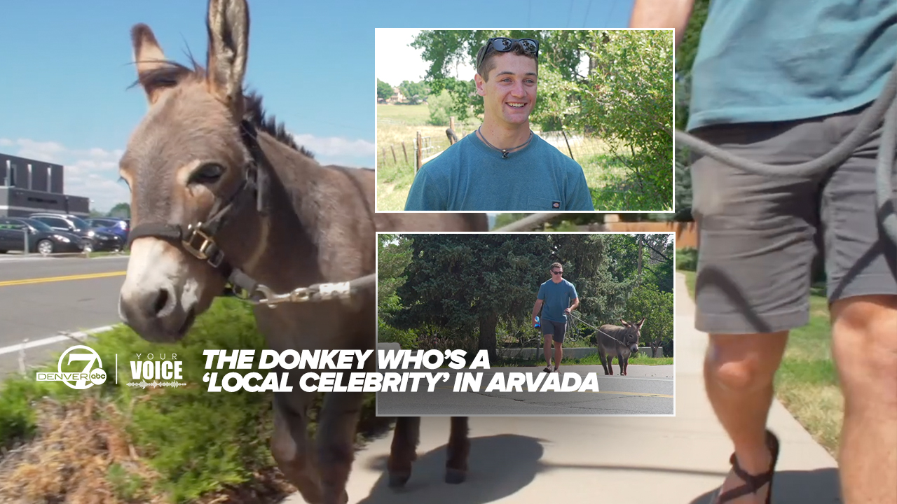 ‘A local celebrity’: Meet the man and his donkey who take walks through ...