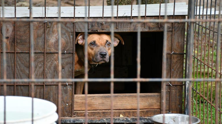 Animal Care uncovers evidence of dogfighting operation at 'horrific scene'