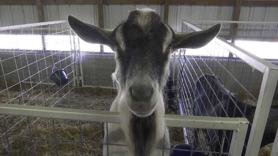 The G.O.A.T. of all goats: National Dairy Goat Champion wins numerous ...