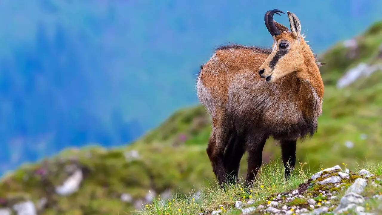 From Mountain Goats to Snow Leopards: Unique animals of the hills and ...