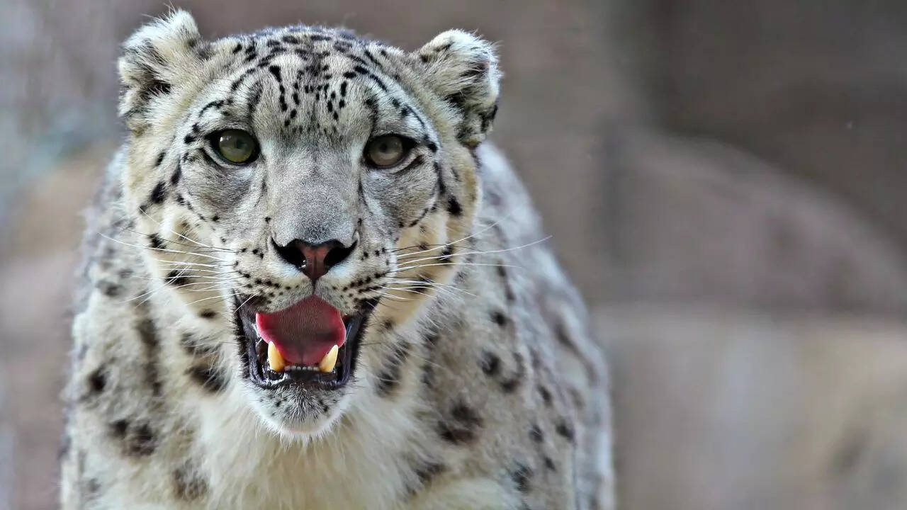 From Mountain Goats to Snow Leopards: Unique animals of the hills and ...