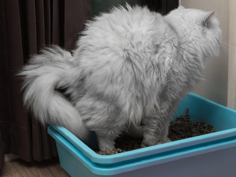 ¿Cómo eliminar el olor a heces de gato en la casa? No uses cloro ni por ...