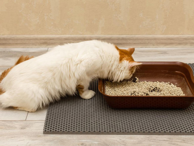 ¿Cómo eliminar el olor a heces de gato en la casa? No uses cloro ni por ...