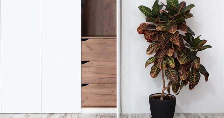 Guía completa sobre el alcanforero: cuidados, usos y secretos