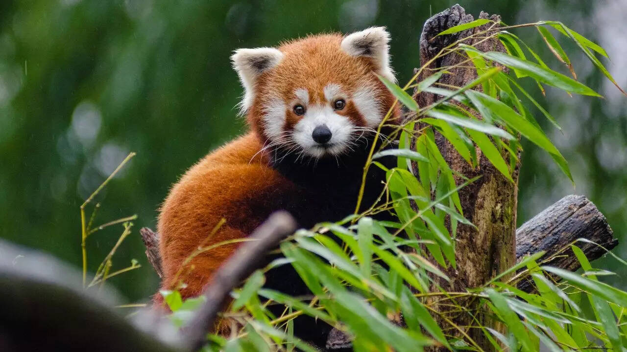 From Mountain Goats to Snow Leopards: Unique animals of the hills and ...